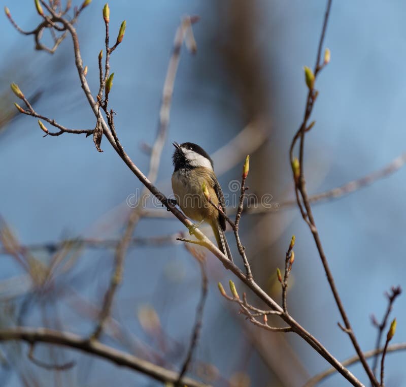Black-capped Chickadee Resting on Tree Branch Stock Image - Image of ...