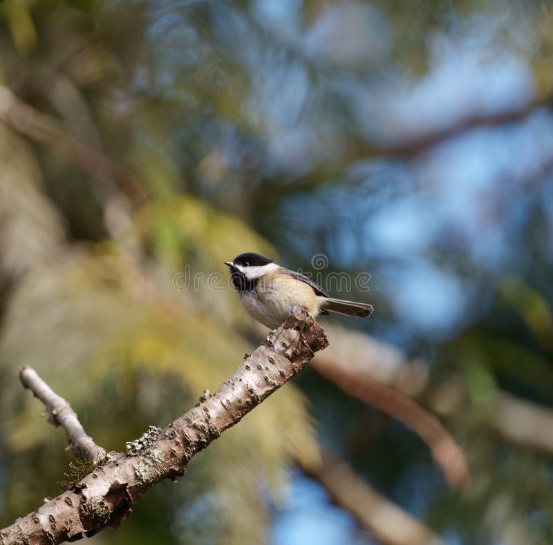 Black-capped Chickadee Resting on Tree Branch Stock Image - Image of ...