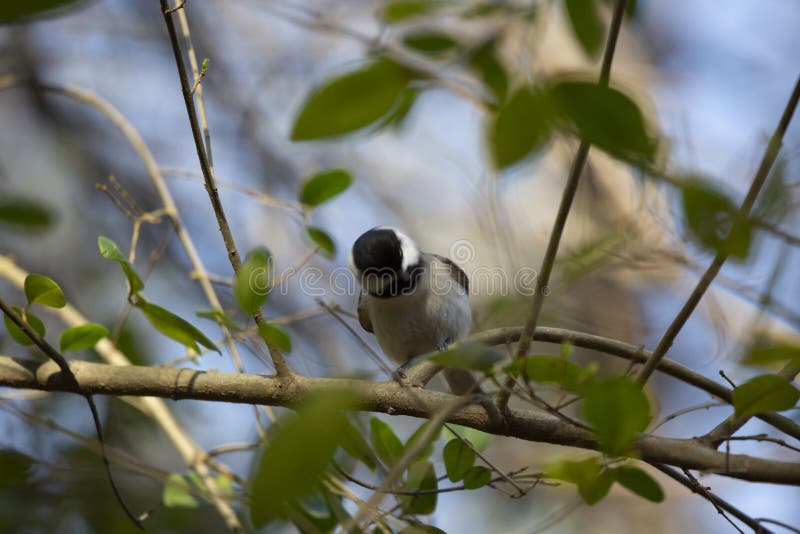 Black-Capped Chickadee Shaking Its Head Stock Image - Image of bird ...