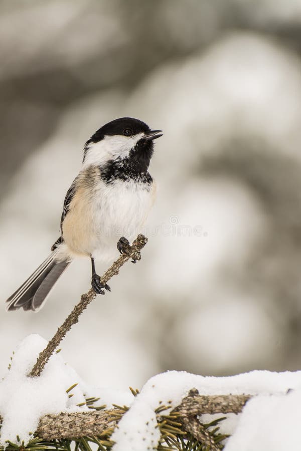 Black-capped Chickadee stock photo. Image of conservation - 51147572