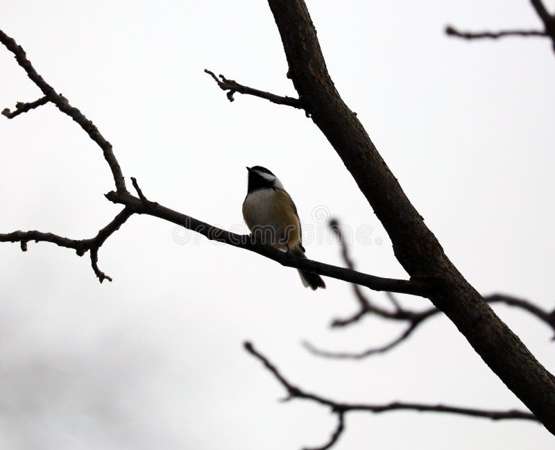 Winter Black- Capped Chickadees Stock Image - Image of scene, december ...