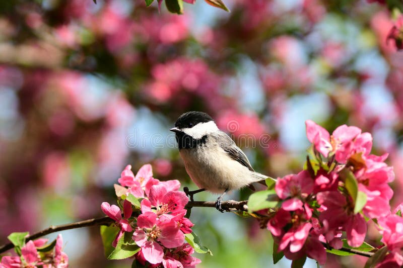 Black Capped Chickadee Sitting Perched in a Blooming Crab Apple Tree ...