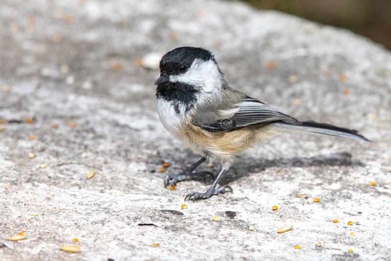 Black-capped Chickadee Sitting on a Rock Stock Photo - Image of wild ...
