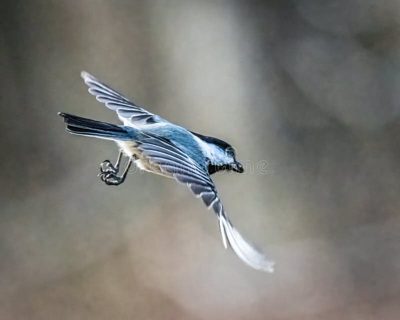 Black Capped Chickadee stock photo. Image of background - 362750144