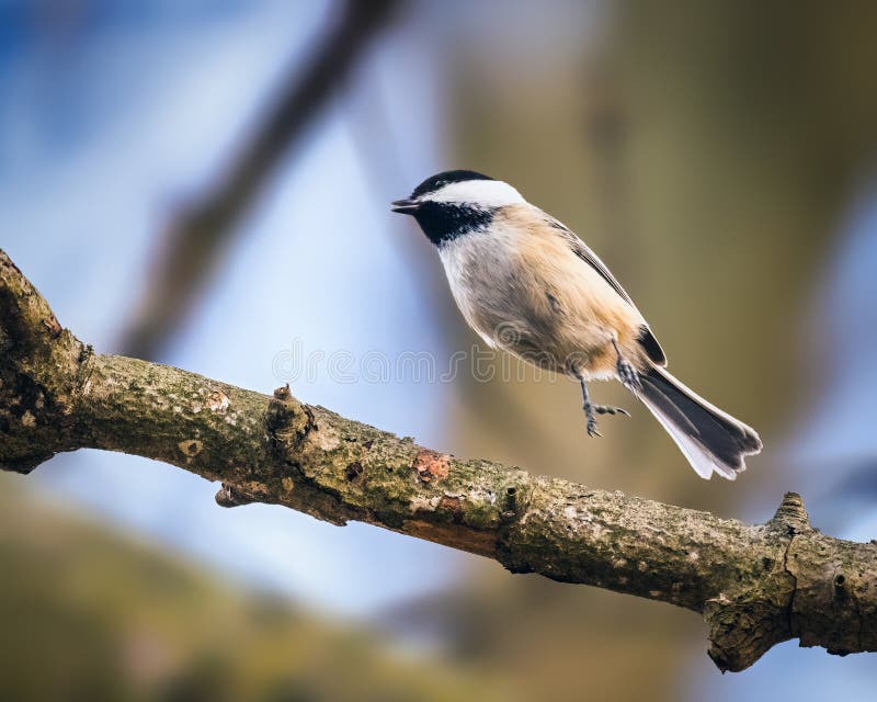Black-Capped Chickadee stock photo. Image of head, beautiful - 313463684