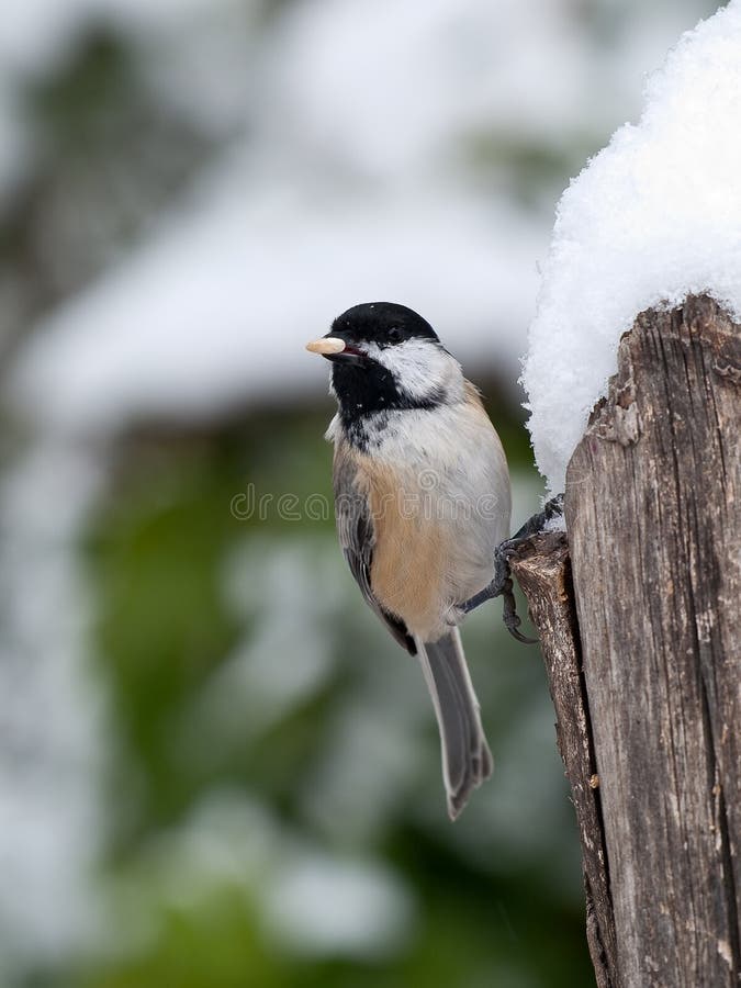 Black-capped Chickadee in Snow Stock Photo - Image of poecile, seed ...