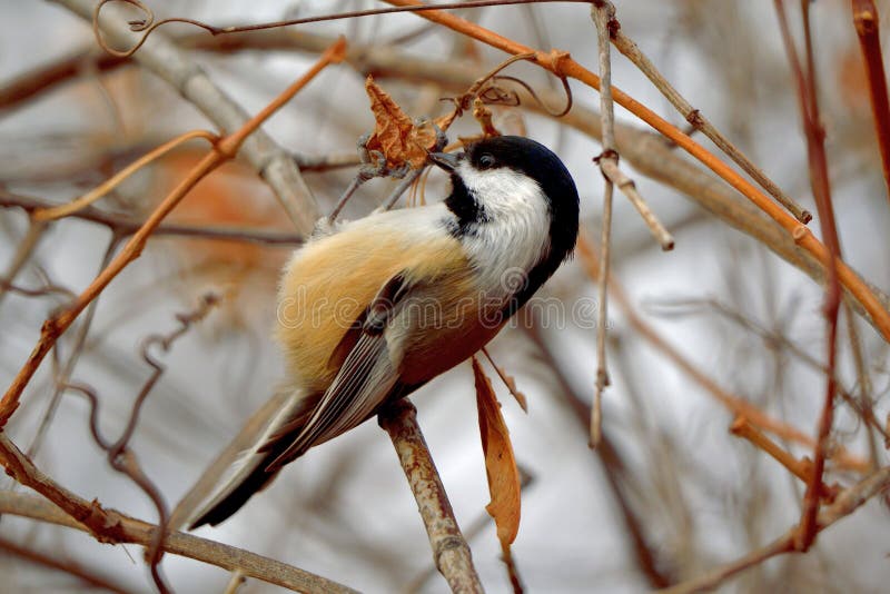 Of a Black-capped Chickadee on a Tree Branch Stock Image - Image of ...