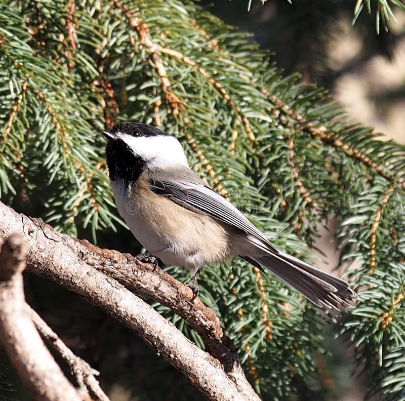 Black Capped Chickadee on Tree Branch Stock Image - Image of bird ...