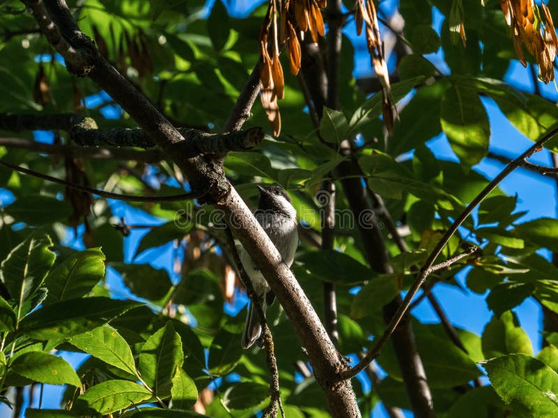 A Black-capped Chickadee in the Trees 2 Stock Photo - Image of ...