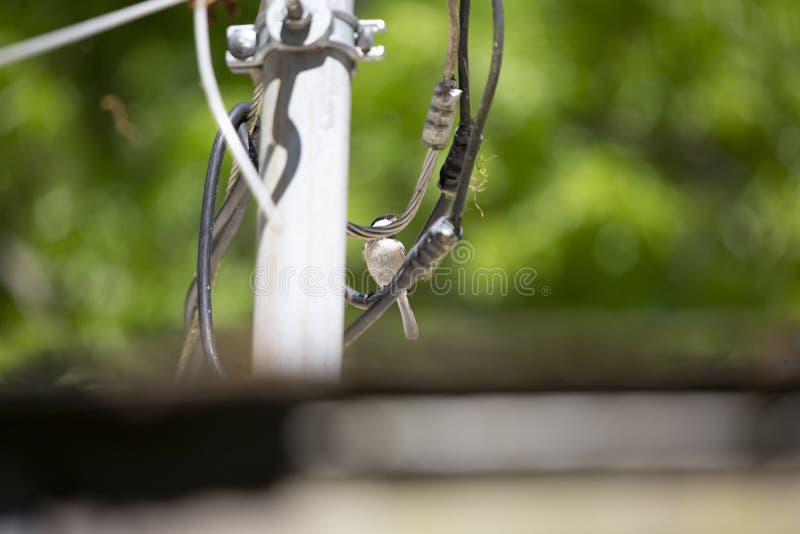 Black-Capped Chickadee on a Wire Stock Image - Image of bird, electric ...