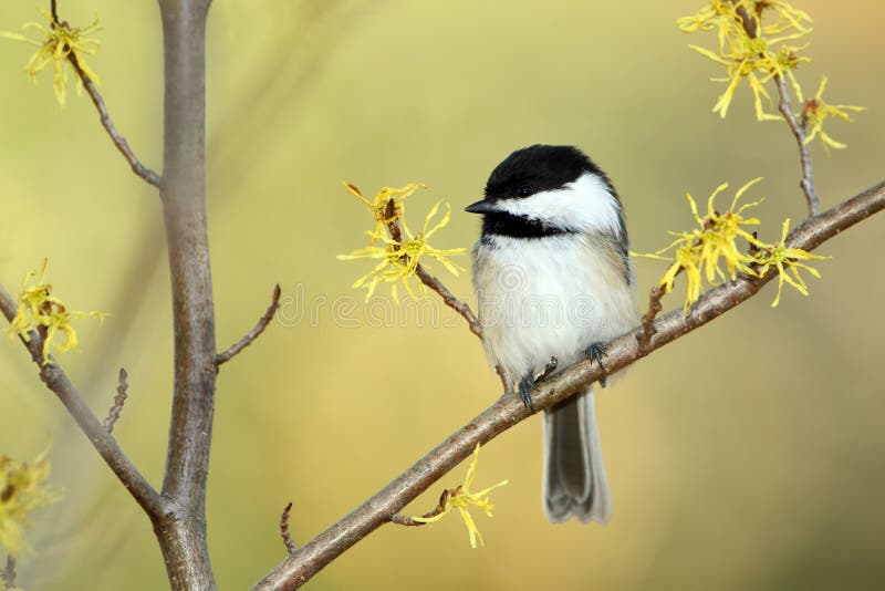 Black-capped Chickadee in a Witch Hazel Shrub Stock Photo - Image of ...