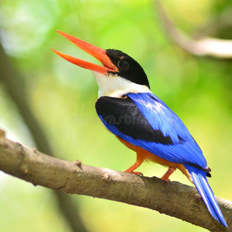 Black-capped Kingfisher Bird Stock Photo - Image of capped, green: 40879830