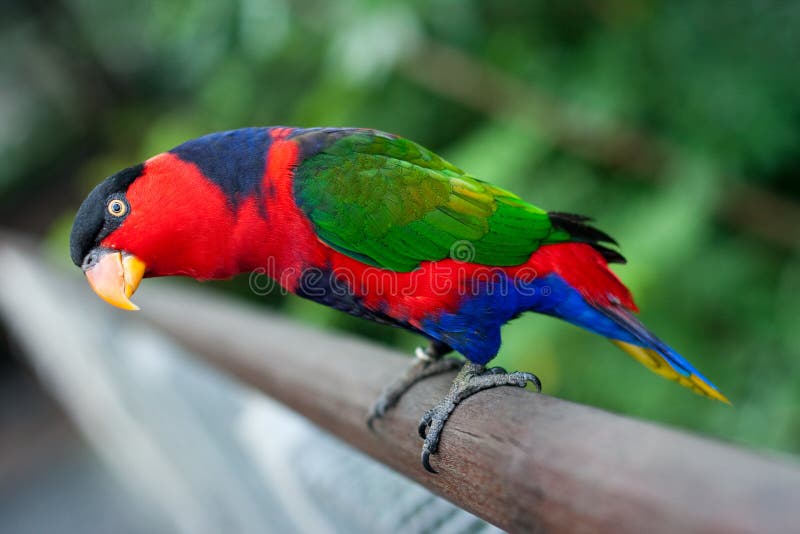 Black-capped Lory stock photo. Image of beautiful, asia - 13239016