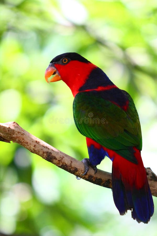 Black-capped Lory stock photo. Image of capped, green - 20791158