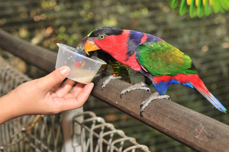 Black-capped Lory stock image. Image of feeding, animal - 20871153