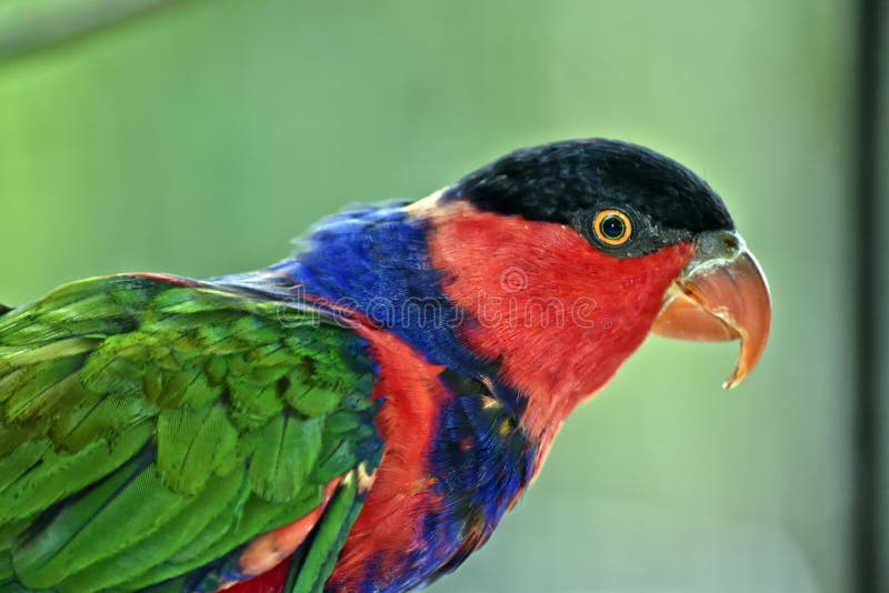 A black capped lory stock image. Image of bird, capped - 145349589