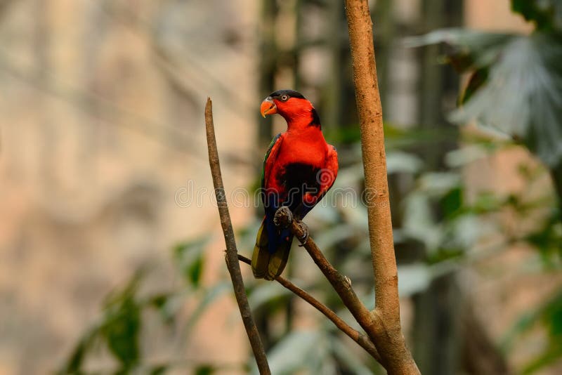 Black-capped Lory (Lorius Lory) Stock Photo - Image of birds, leafs ...