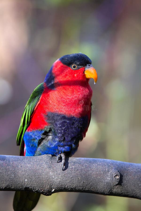 Black-capped Lory, Lorius Lory Erythrothorax, Full of Colors Stock ...
