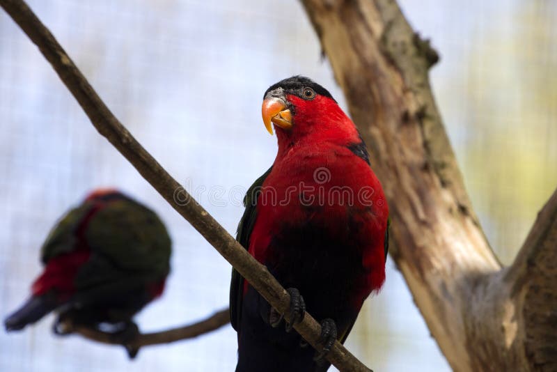 Black-capped Lory, Lorius Lory Erythrothorax, Full of Colors Stock ...