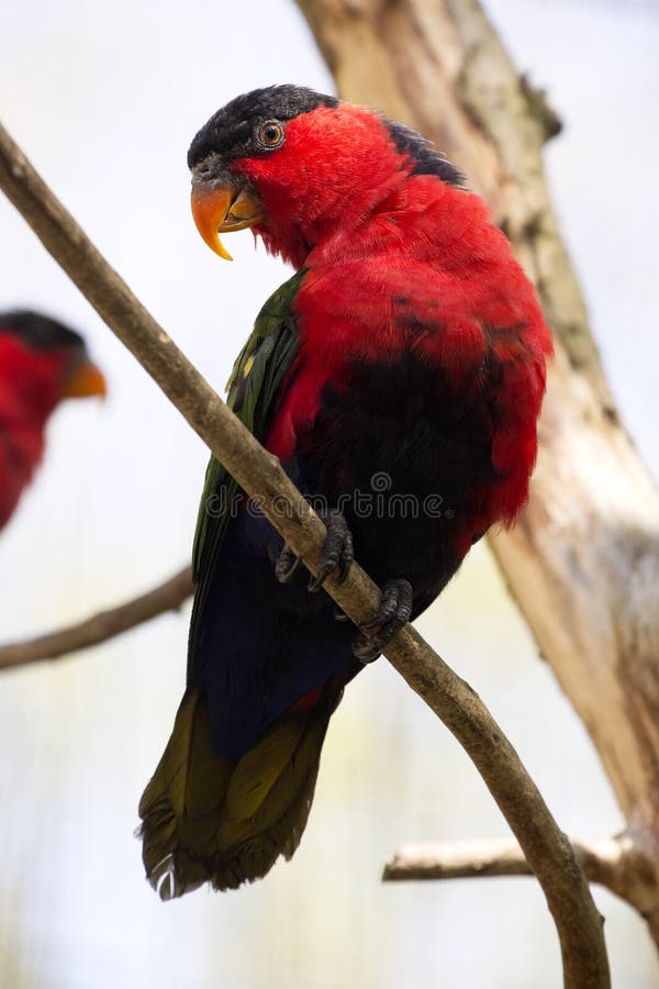 Black-capped Lory, Lorius Lory Erythrothorax, Full of Colors Stock ...