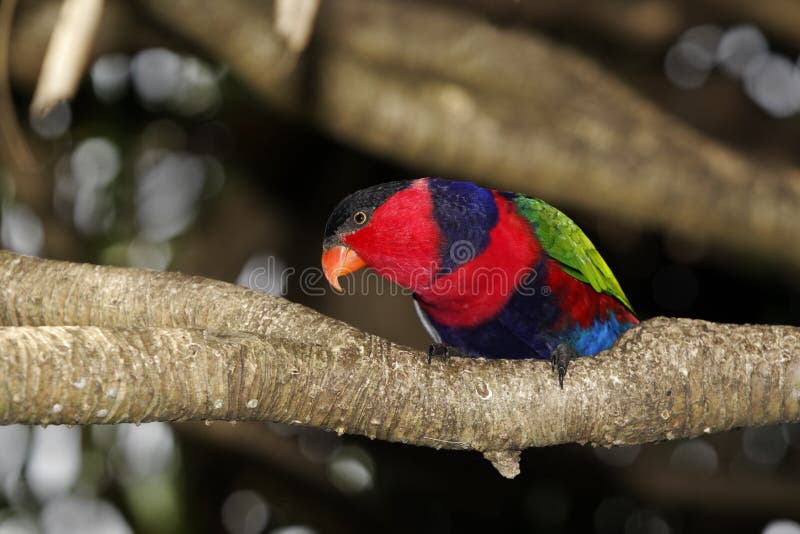 Black-capped Lory, Lorius Lory Stock Photo - Image of bird, lorius ...