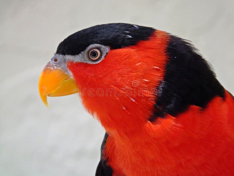 Black-capped Lory Lorius Lory Stock Photo - Image of nature, bird ...