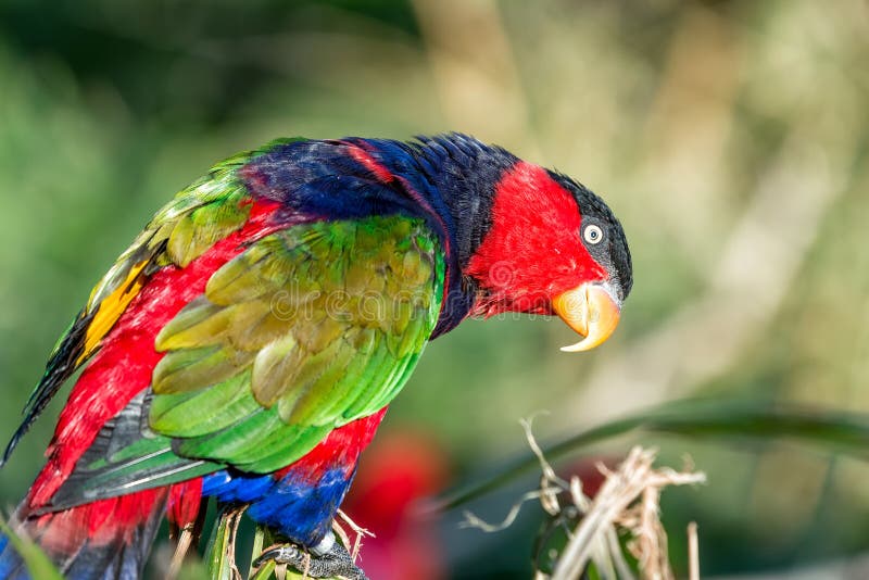 Black-capped Lory Parrot on a Twig Close-up Stock Photo - Image of ...
