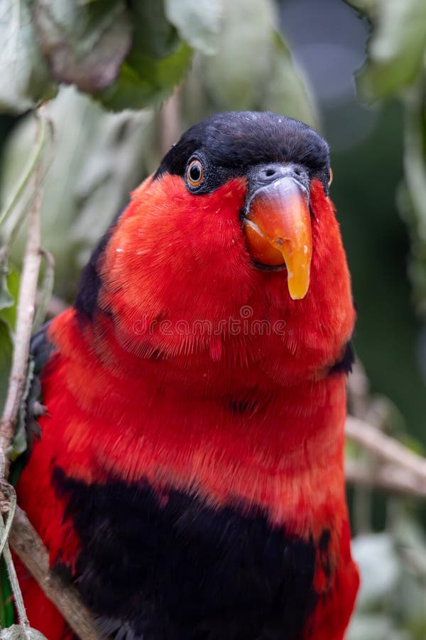 Black capped lory stock image. Image of close, capped - 334433859