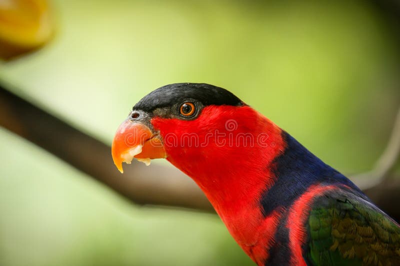 Black Capped Lory on Tree Branch Stock Photo - Image of lory, colors ...