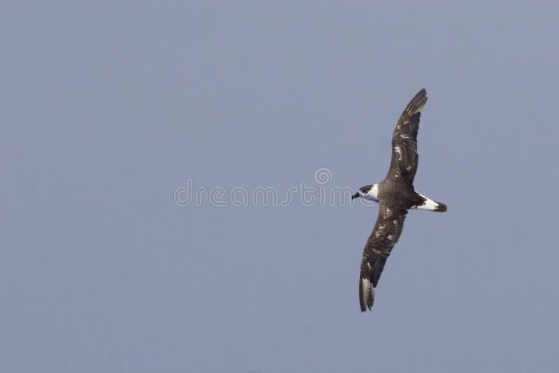 Black-capped Petrel, Pterodroma Hasitata Flying in Atlantic Stock Photo ...