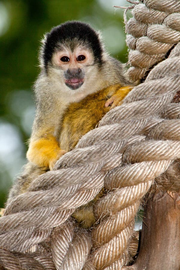 Black-capped Squirrel Monkey At Zoo Stock Photo - Image of garden ...