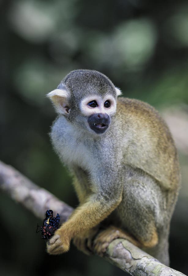 Black Capped Squirrel Monkey Eating Butterfly in Tree Stock Image ...