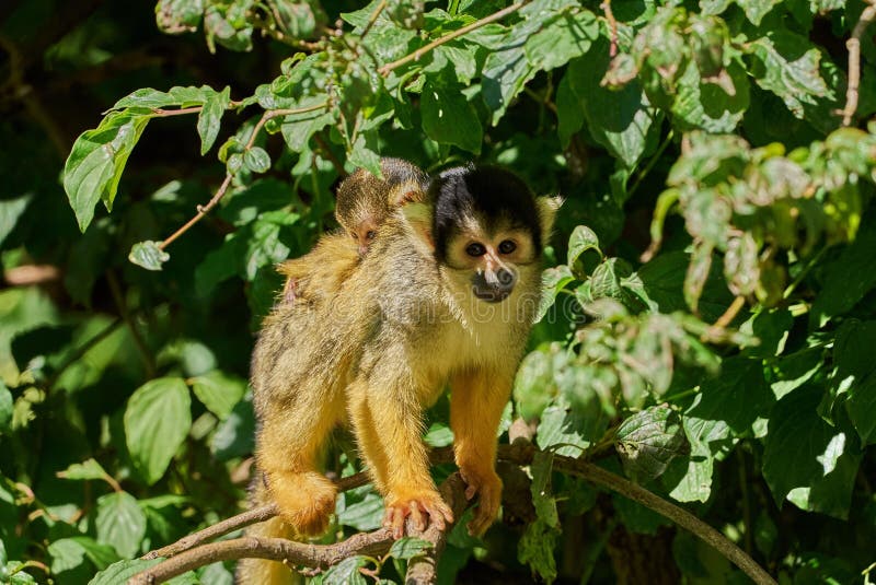 Black-capped Squirrel Monkey Sitting on a Tree Branch with Leaves on a ...