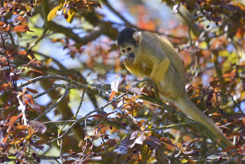 Black-capped Squirrel Monkey on Tree Stock Image - Image of brown, leaf ...