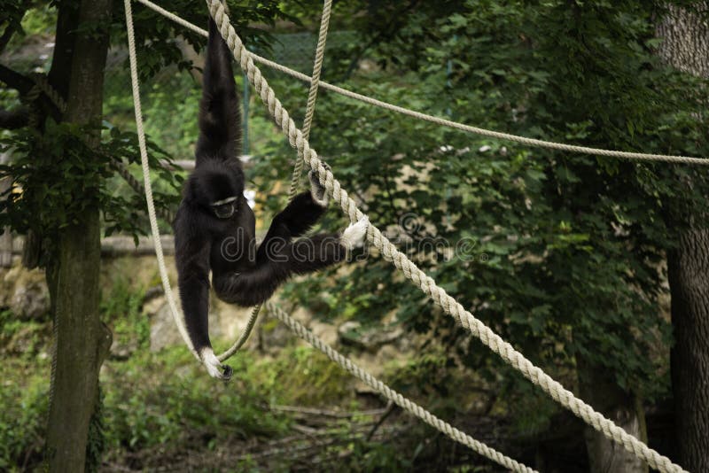 A Black Capuchin Monkey Playing on Ropes Stock Photo - Image of dancing ...