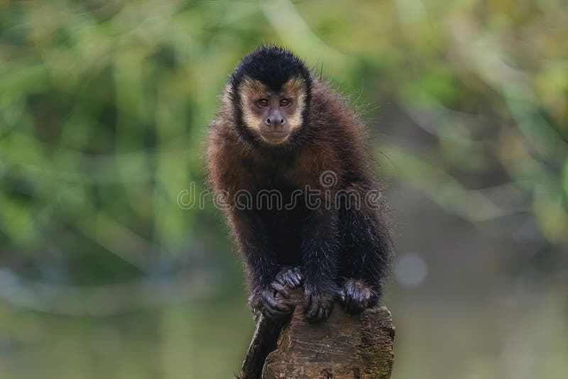 Black Capuchin, Sapajus Nigritus, Black Horned Capuchin Stock Image ...