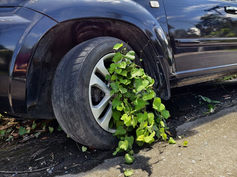 A Black Car that Has a Broken Tire and is Covered with Leaves Stock ...
