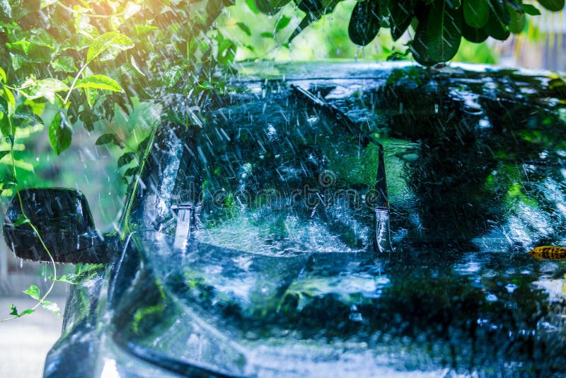 489 Drop Water Tree Inside Stock Photos - Free & Royalty-Free Stock ...