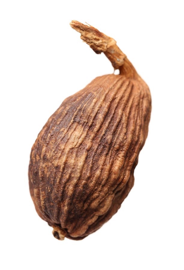 Single Black Cardamom Fruit Stock Photos - Free & Royalty-Free Stock ...