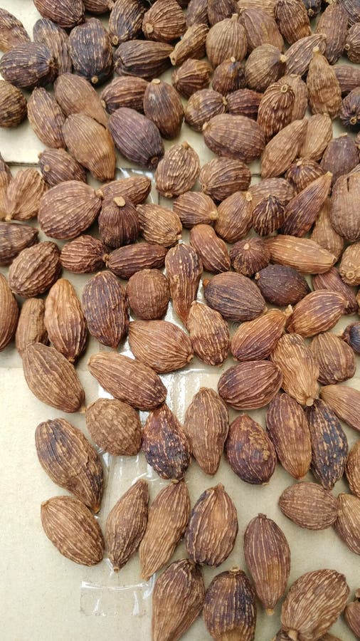 Tsaoko stock photo. Image of allspice, amomum, aroma - 50993510