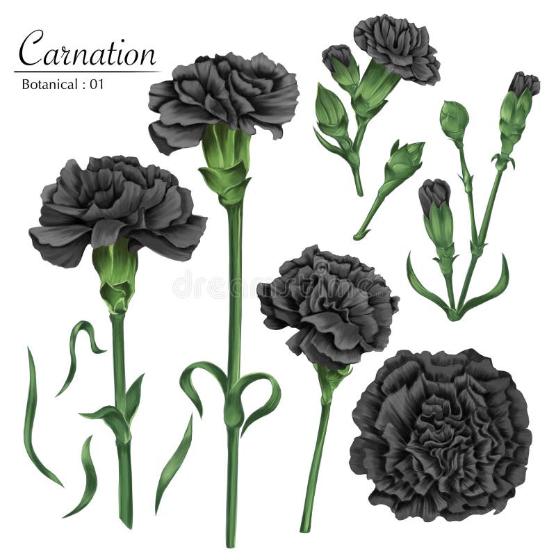 Black Carnation Illustration for January Stock Illustration ...
