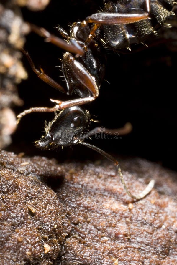 Black Carpenter Ant Climbing Down Stock Image - Image of climbing ...