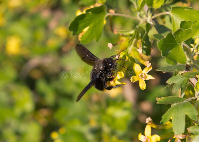 Black Carpenter Bee on a Tree (Xylocopa) Stock Photo - Image of tree ...