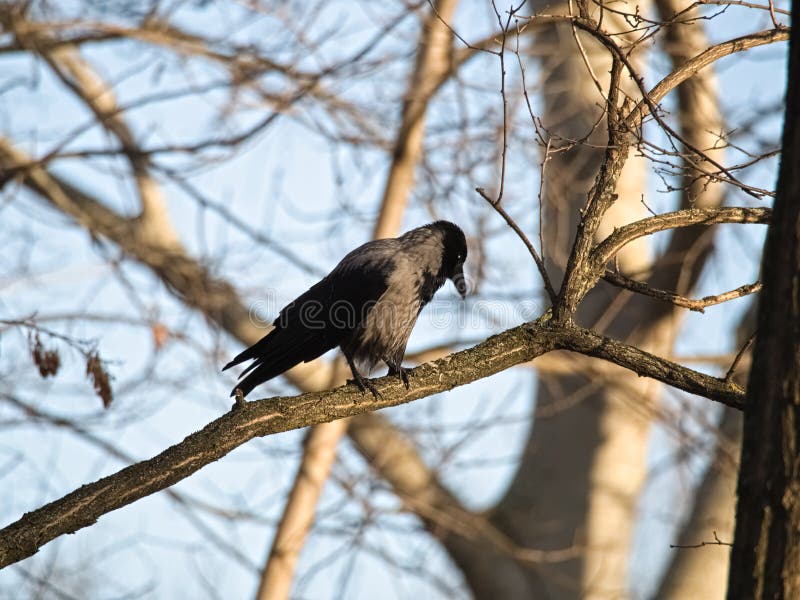 Black Carrion Crow stock photo. Image of beak, corone - 243158970