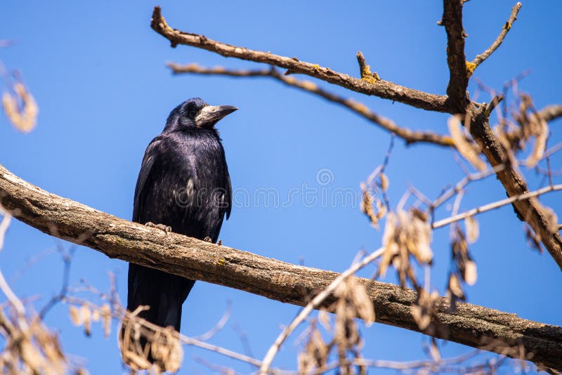 Black Carrion Crow or Corvus Corone Bird in City Stock Image - Image of ...
