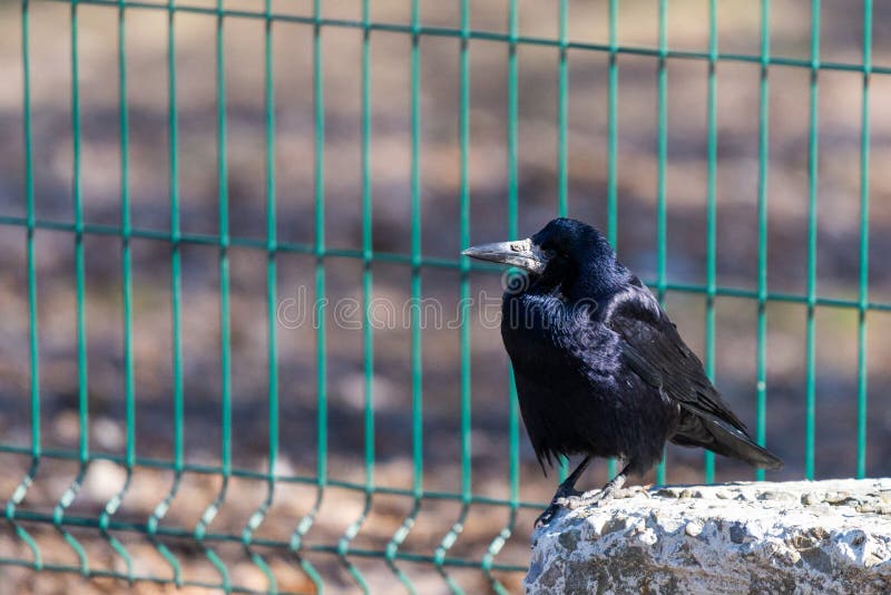 Black Carrion Crow or Corvus Corone Bird in City Stock Photo - Image of ...