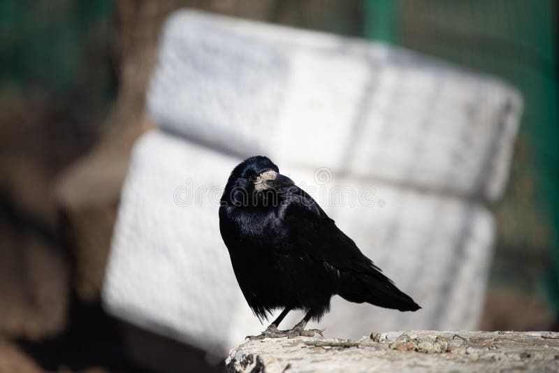 Black Carrion Crow or Corvus Corone Bird in City Stock Image - Image of ...