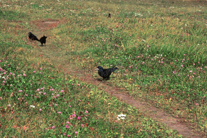 Black Carrion Crow is on the Grass Stock Image - Image of crow ...