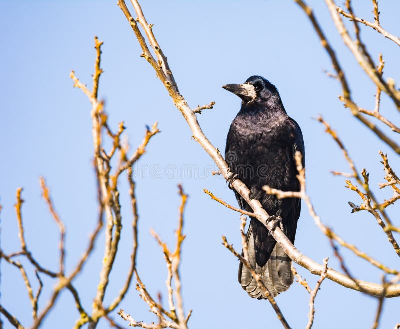 Crow sitting on the tree stock image. Image of dark, morning - 89294679