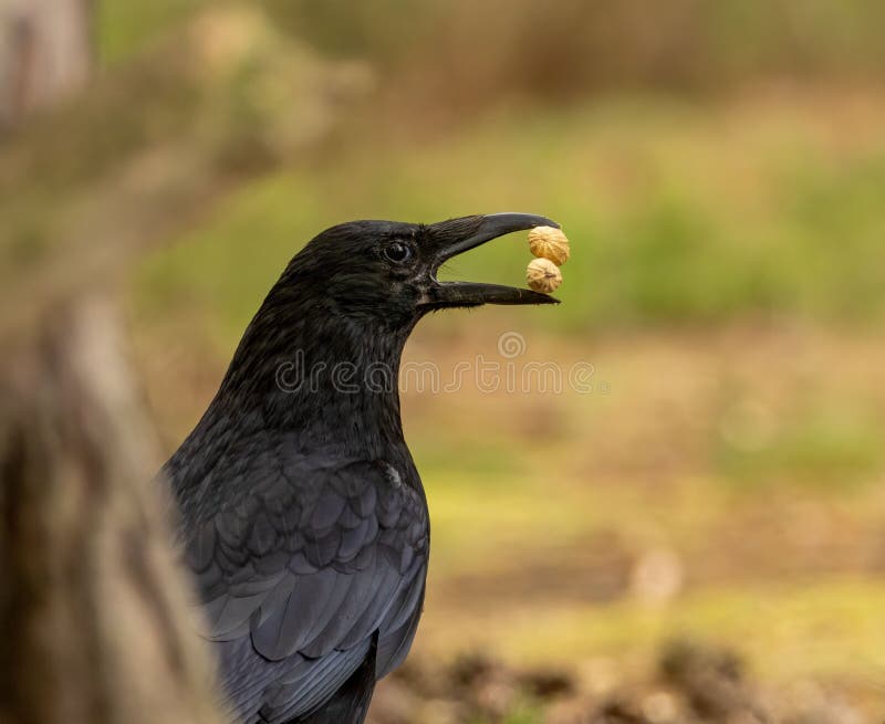 Black Carrion Crow with Two Nuts in Its Beak Stock Image - Image of ...